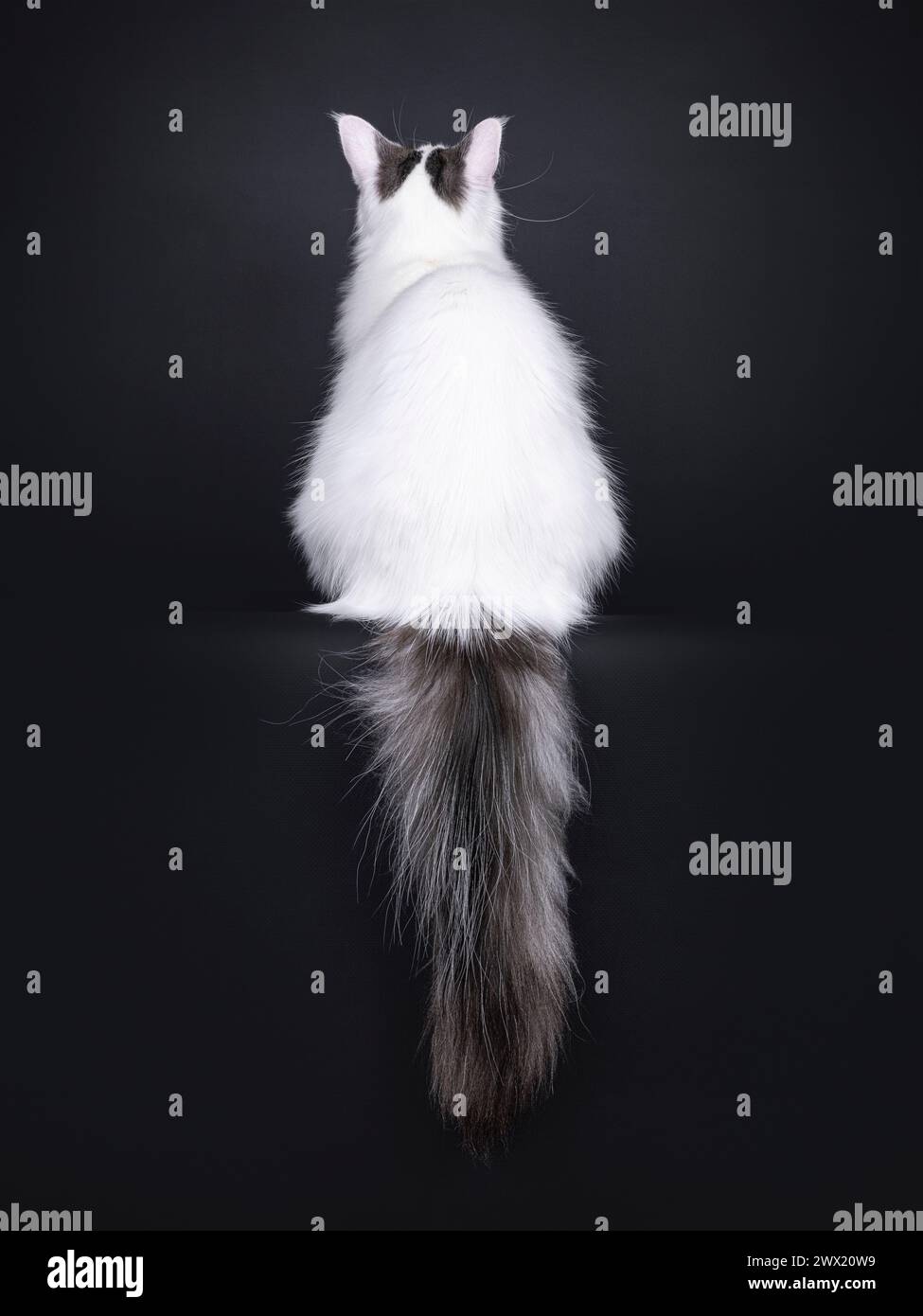 Norwegian Forestcat cat sitting backwards on edge, showing perfect Van ...