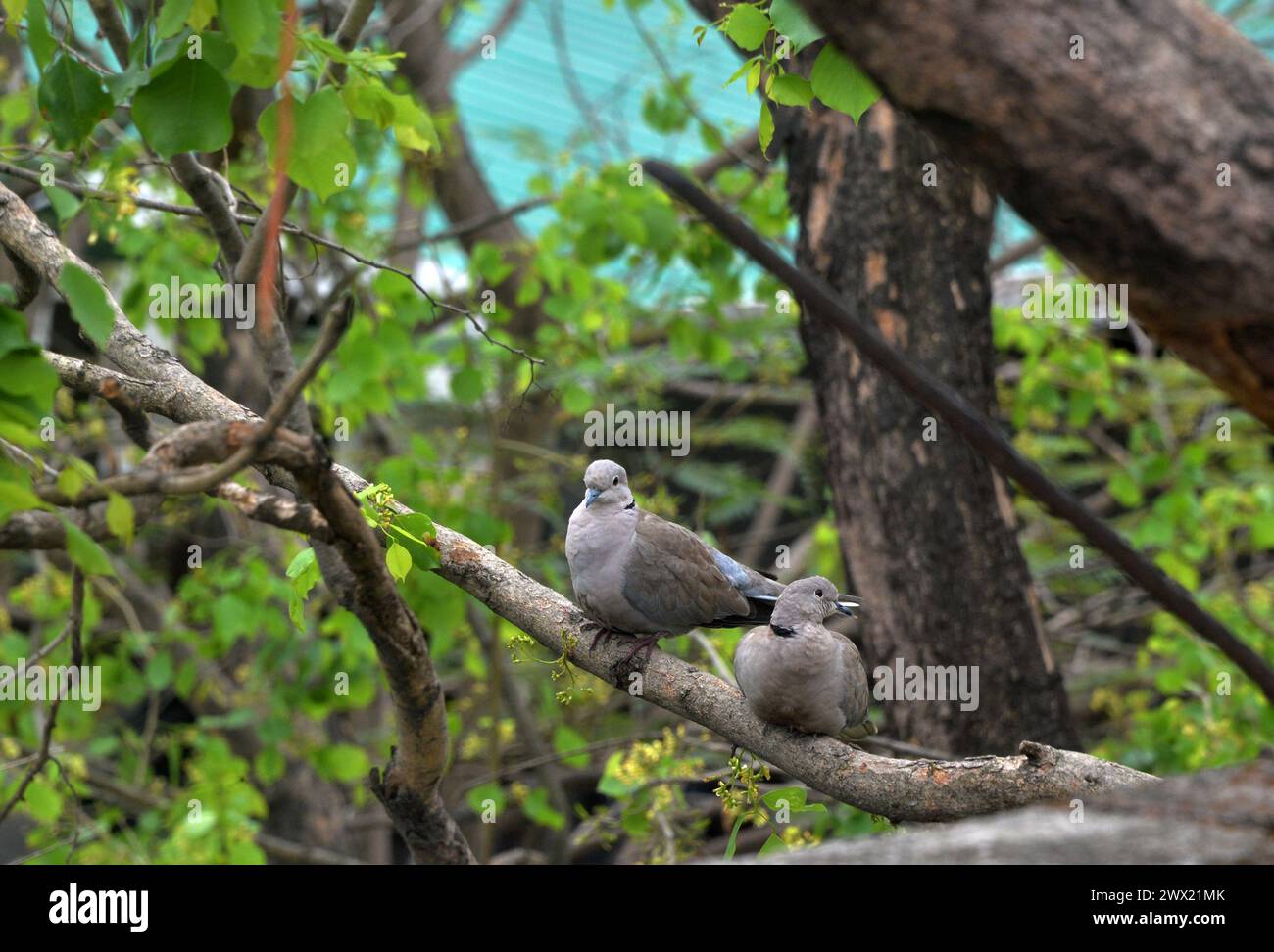 Silguri, West Bengal, INDIA. 27th Mar, 2024. A pair of doves is sitting ...
