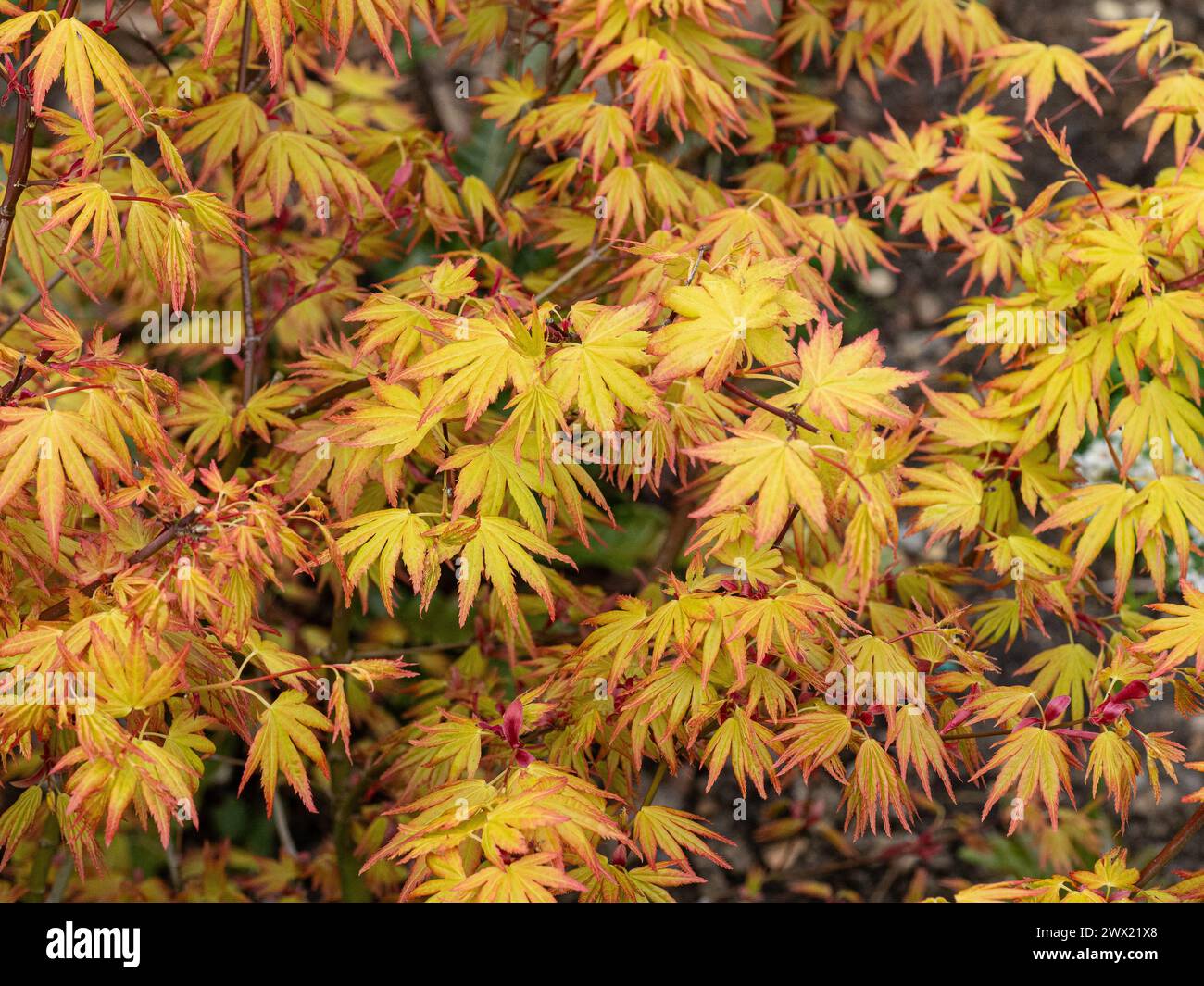 The bright orange yellow spring foliage of the Japanese maple Acer ...