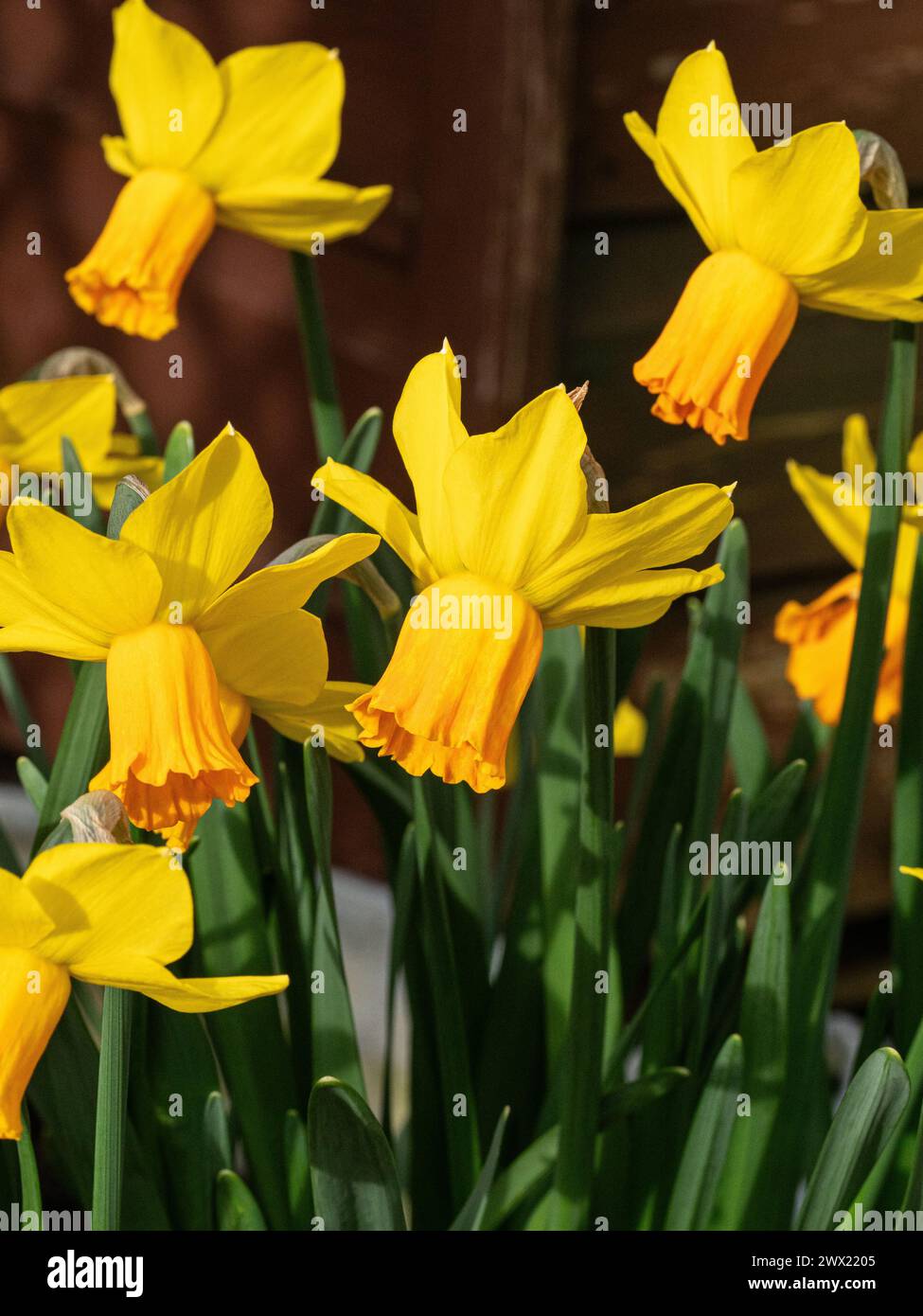 A close up of a group of flowers of the yellow and orange Narcissus ...