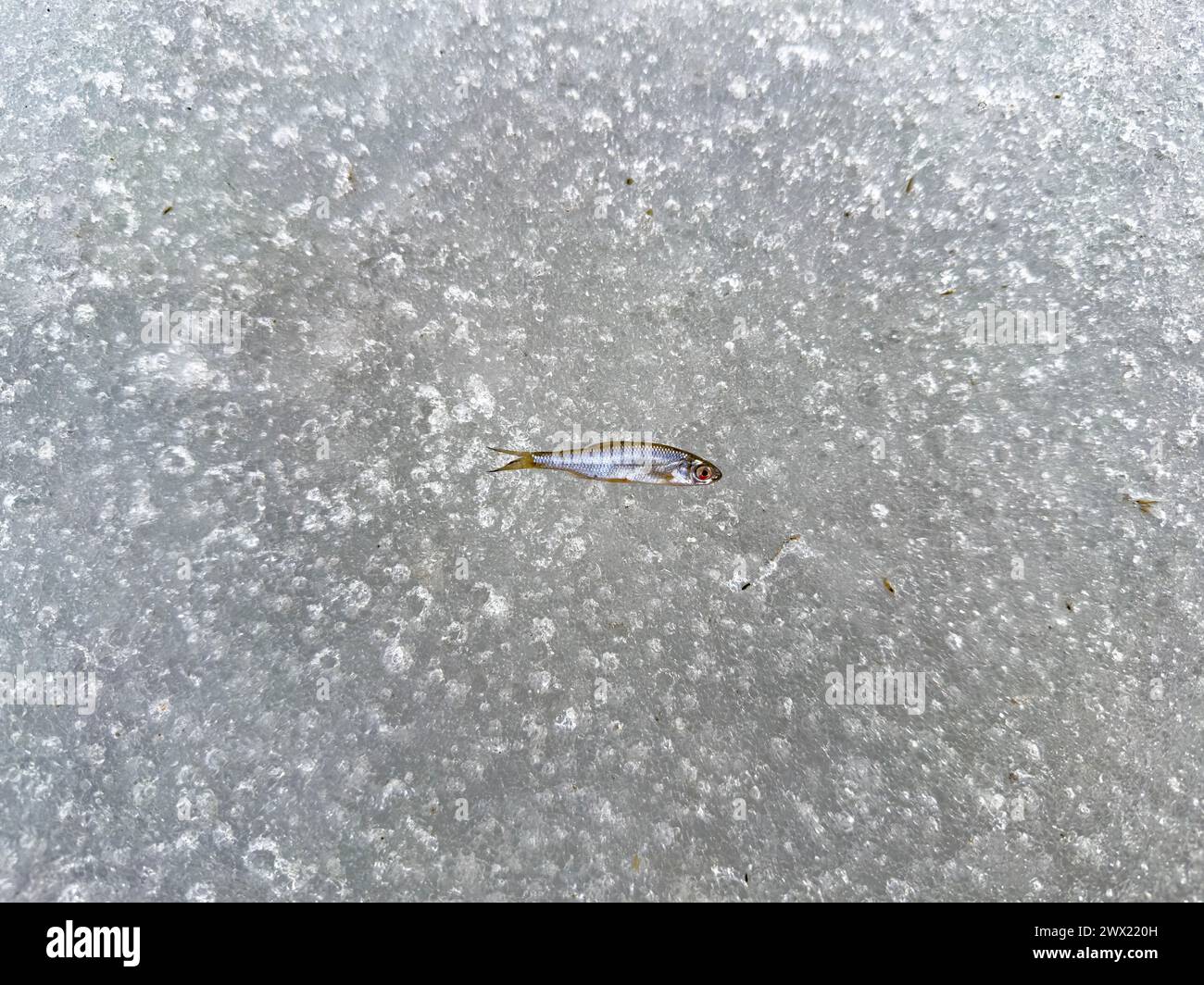 A single fish lies on a textured ice surface, captured in clear, high ...