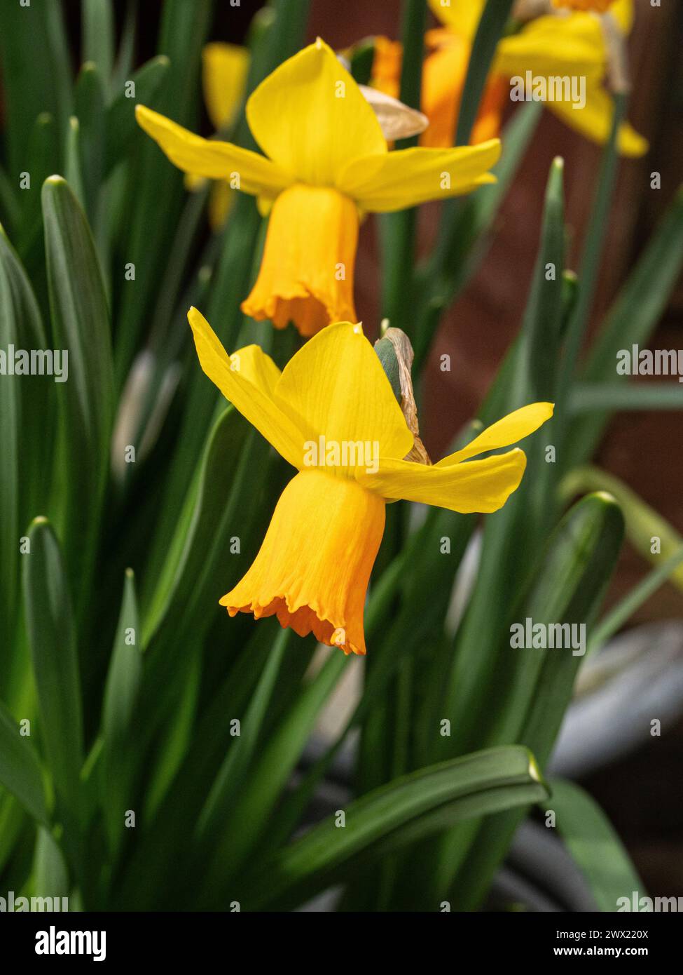 A close up of a group of flowers of the yellow and orange Narcissus ...