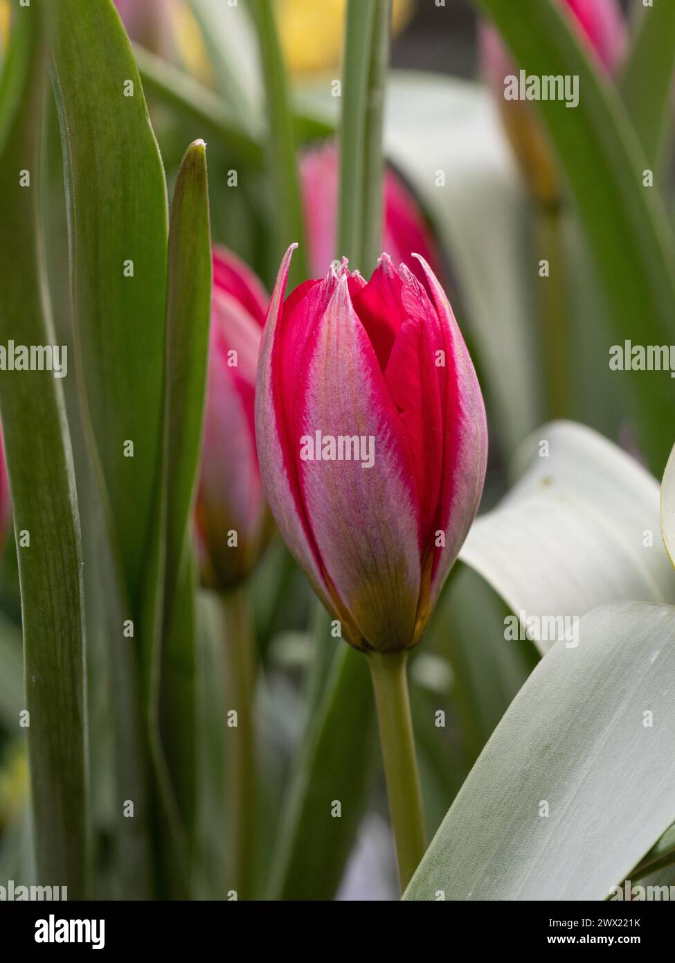 A close up of a single opening flower of the magenta tulip 'Persian ...