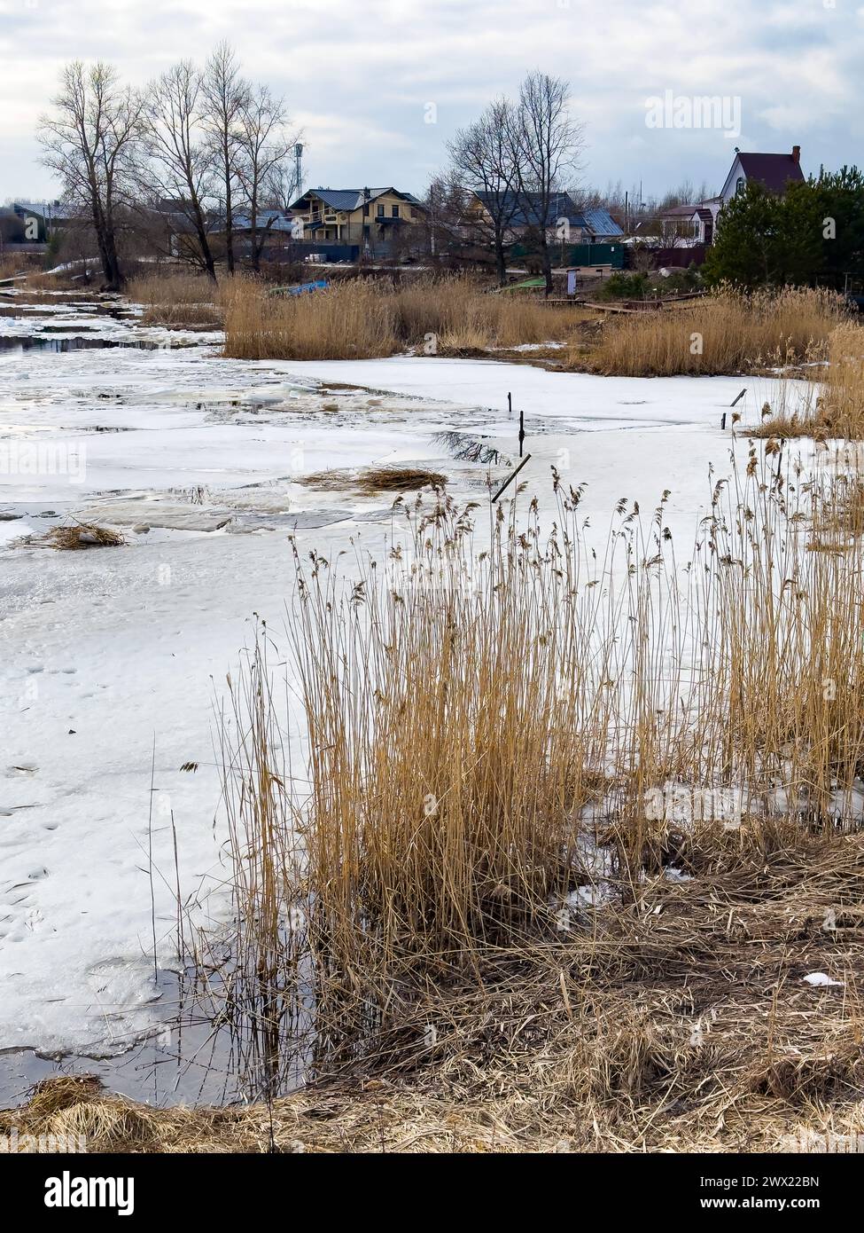 Scenic view of a partially frozen river with dry reeds during early ...