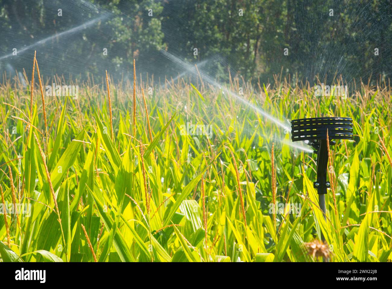 Irrigation system in corn field Stock Photo - Alamy