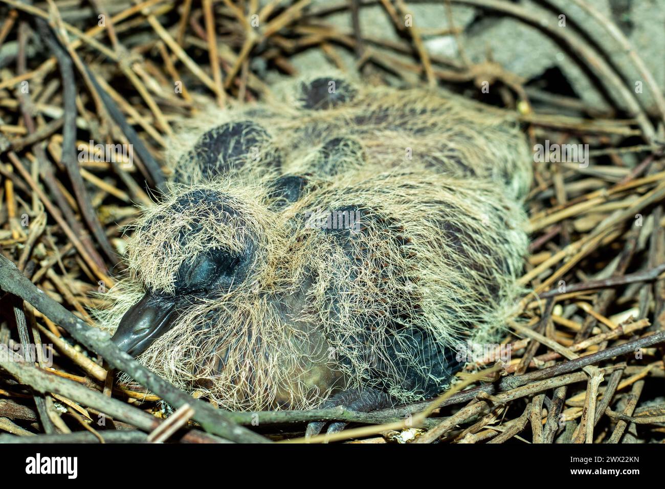 Little baby doves are called squabs and chicks. While doves are a ...