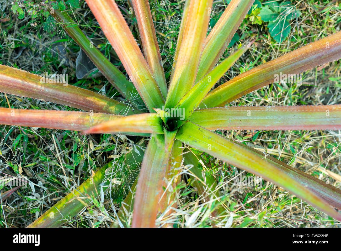 Pineapples are short-lived perennial monocots that can grow tall and ...