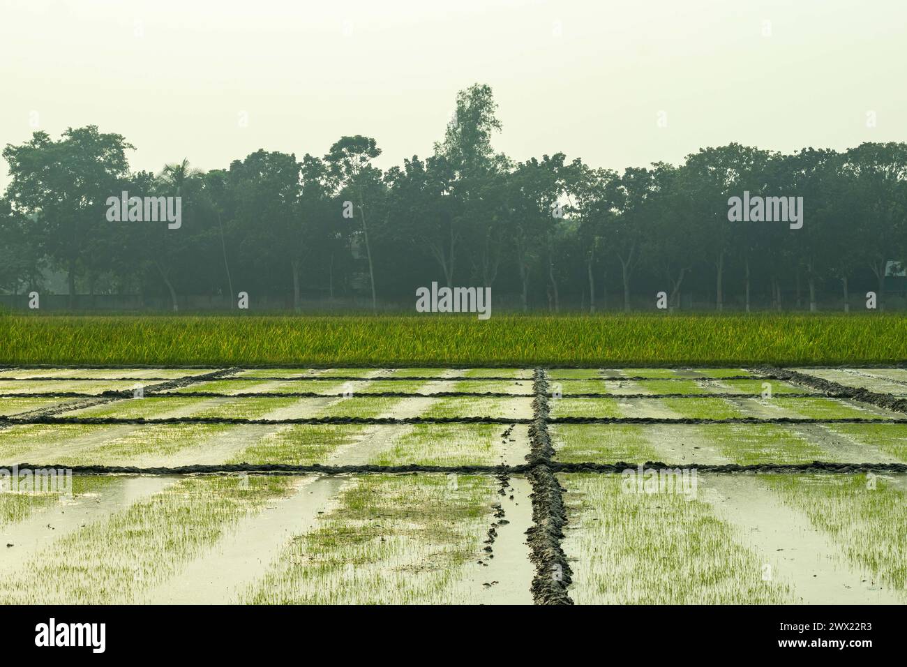 A seedbed or seedling bed is the local soil environment in which seeds ...