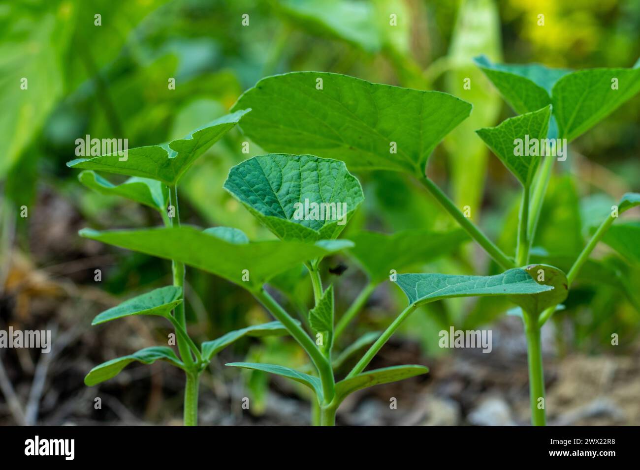 Pumpkin, the creeping plant, leaves are rich in soluble fiber. Pumpkin ...