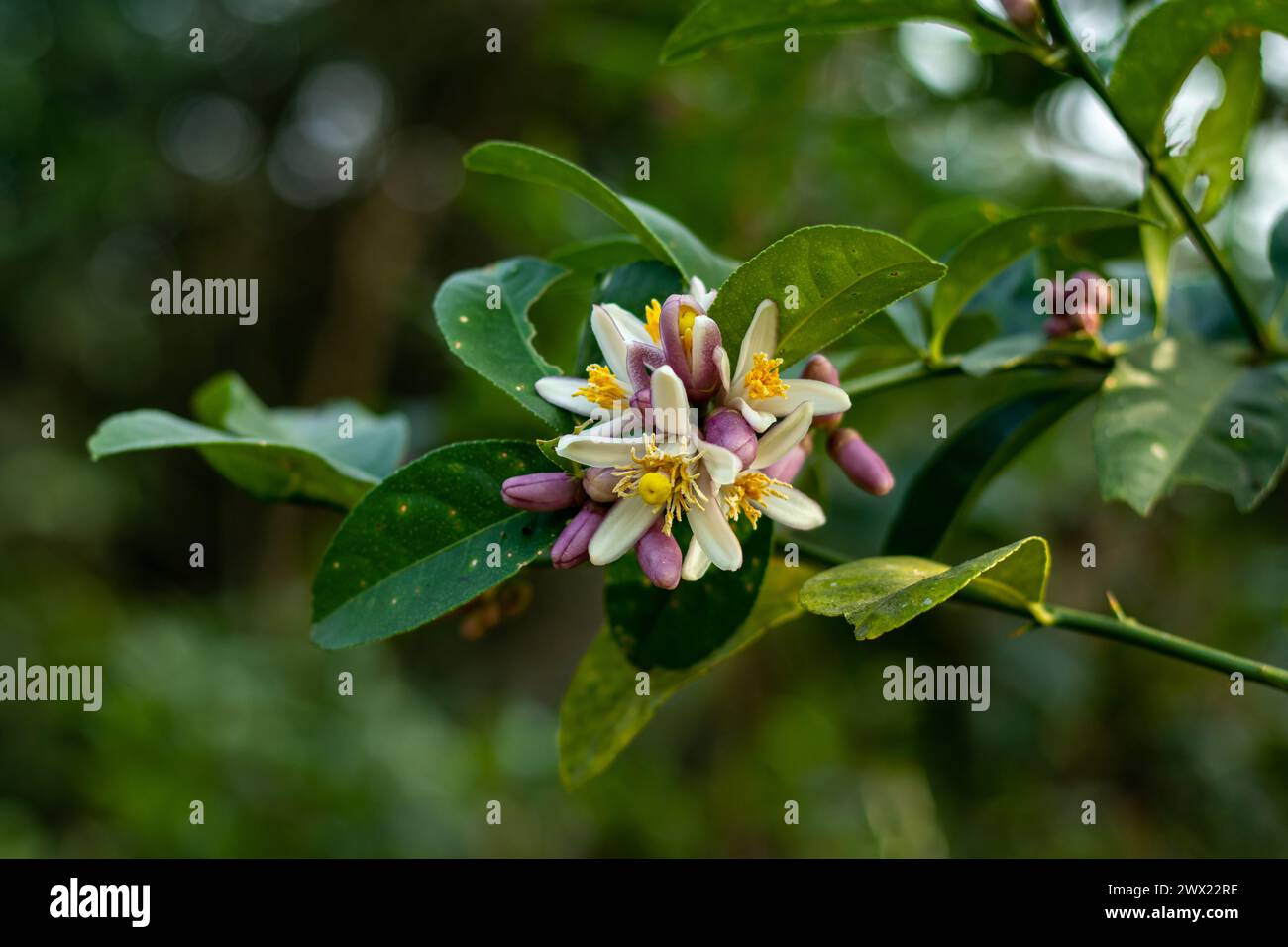 The lemon or orange, citrus flower, is a hybrid of the genus Citrus and ...