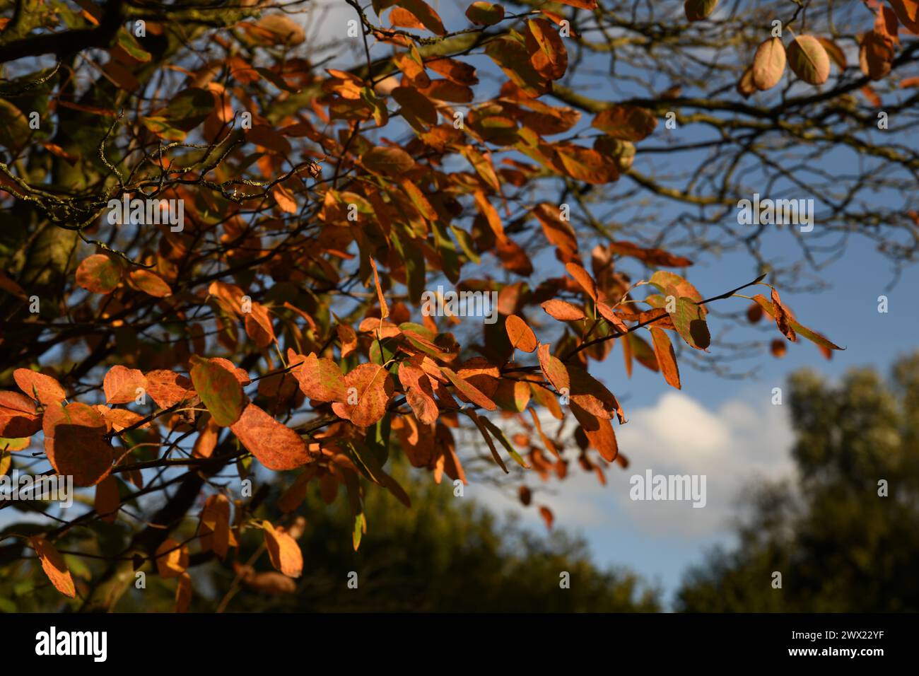 Hauch hi-res stock photography and images - Alamy