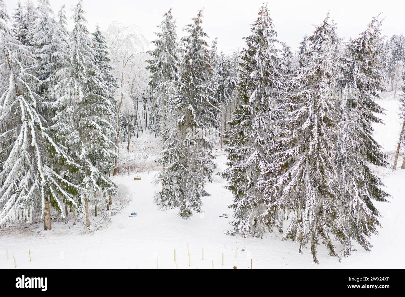 Luftbild von einem verschneiten Nadelwald bei Oederan, Sachsen ...