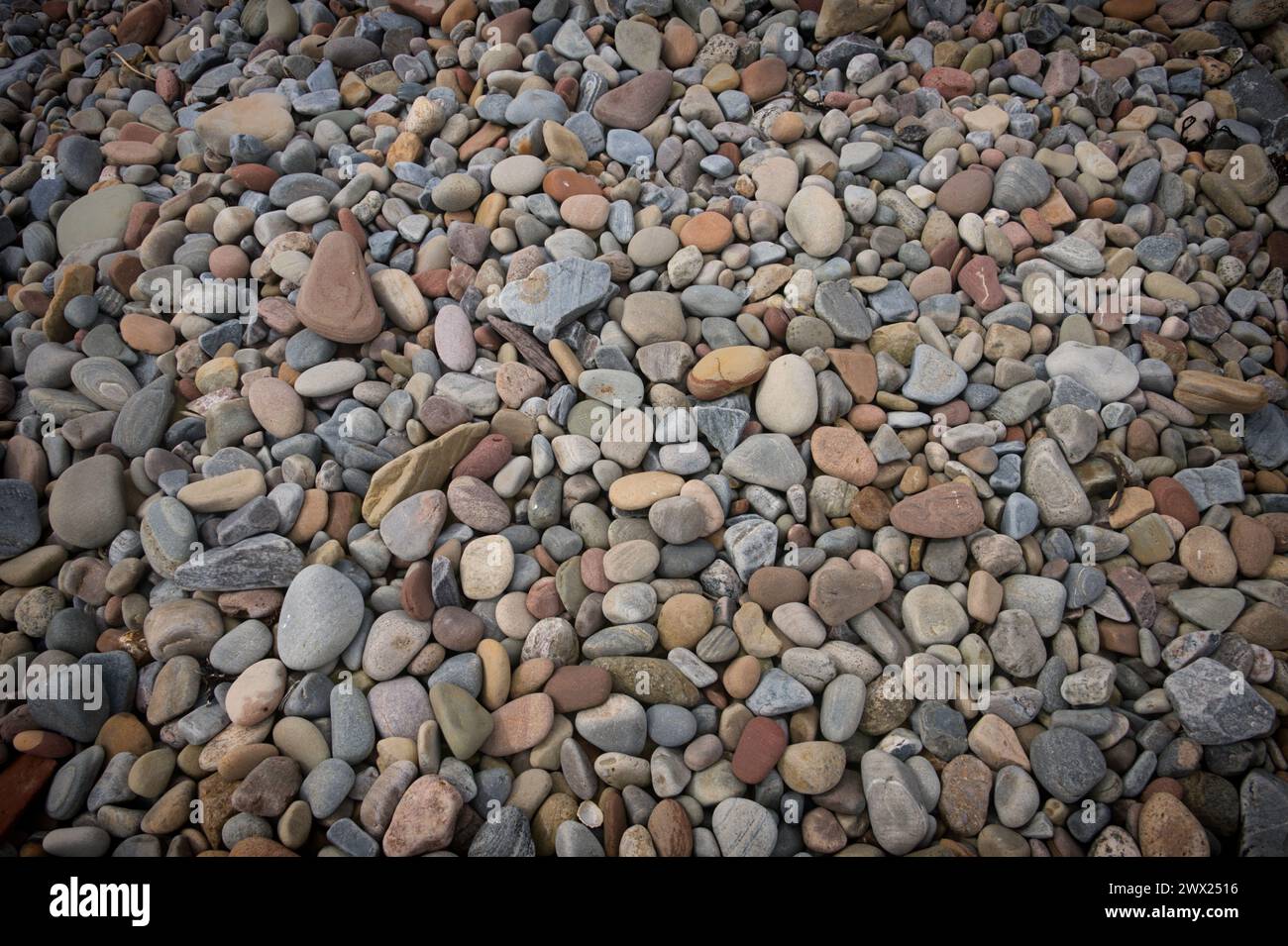 small stones on a beach light earth tone colors Stock Photo - Alamy