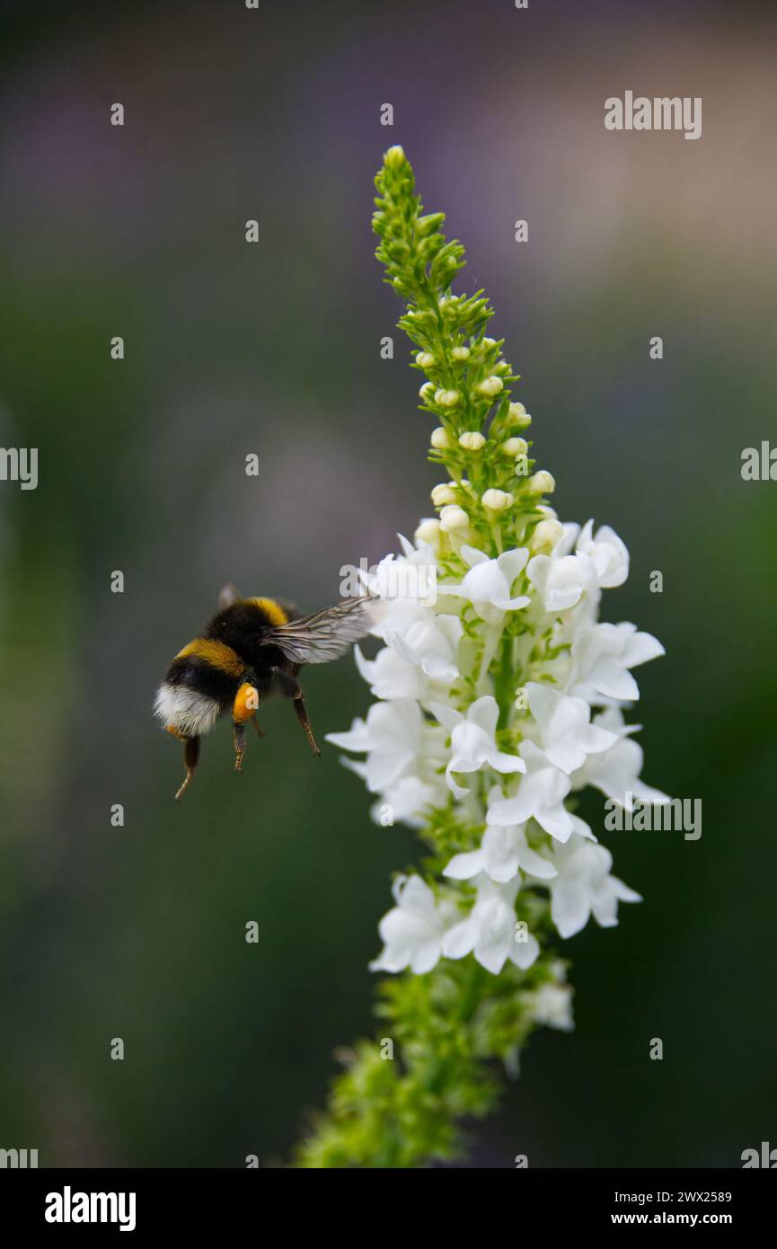 bee flying into a white flower to gather nectar Stock Photo - Alamy