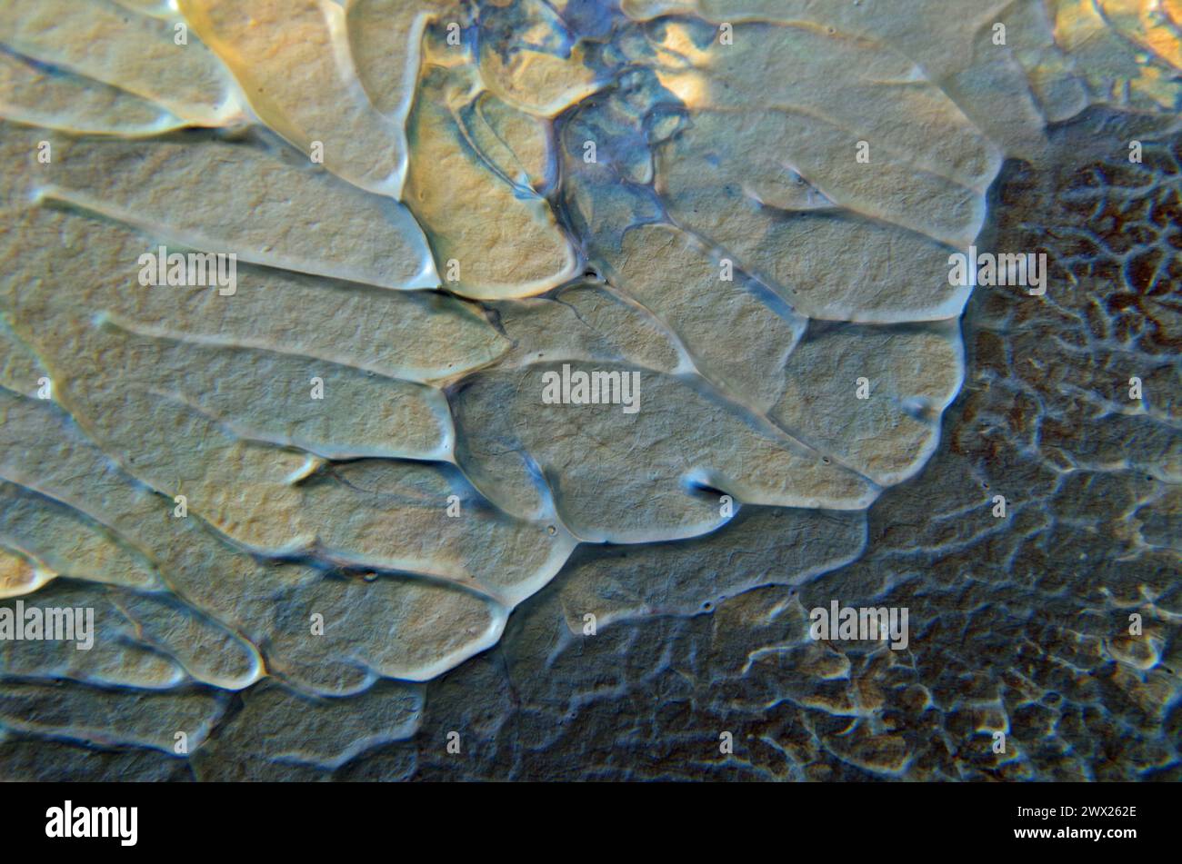 Abstract loops hi-res stock photography and images - Alamy