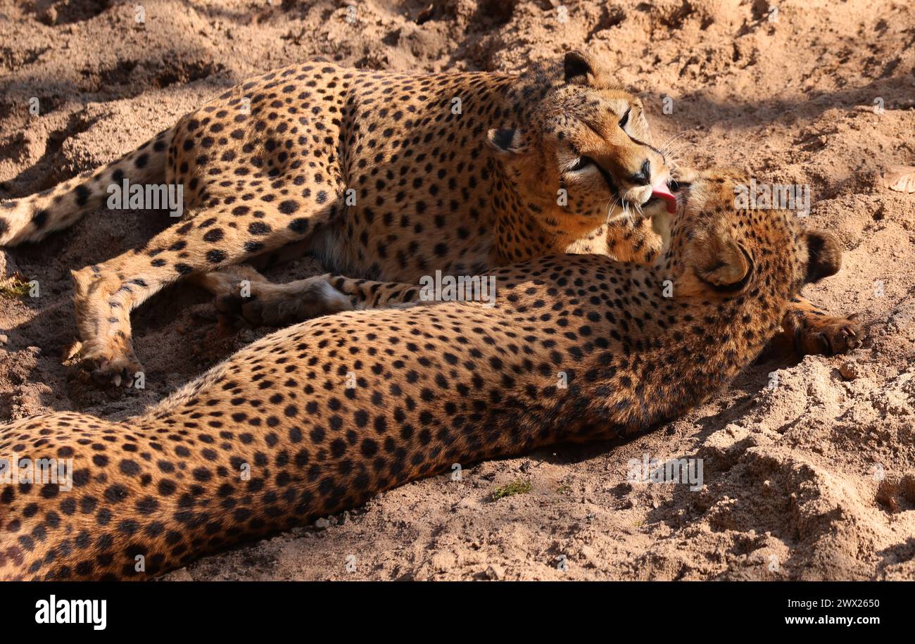 Nürnberg, Cheetah, Tiergarten, Love, Kiss, Zoo, Bayern, Nürnberg Zoo ...
