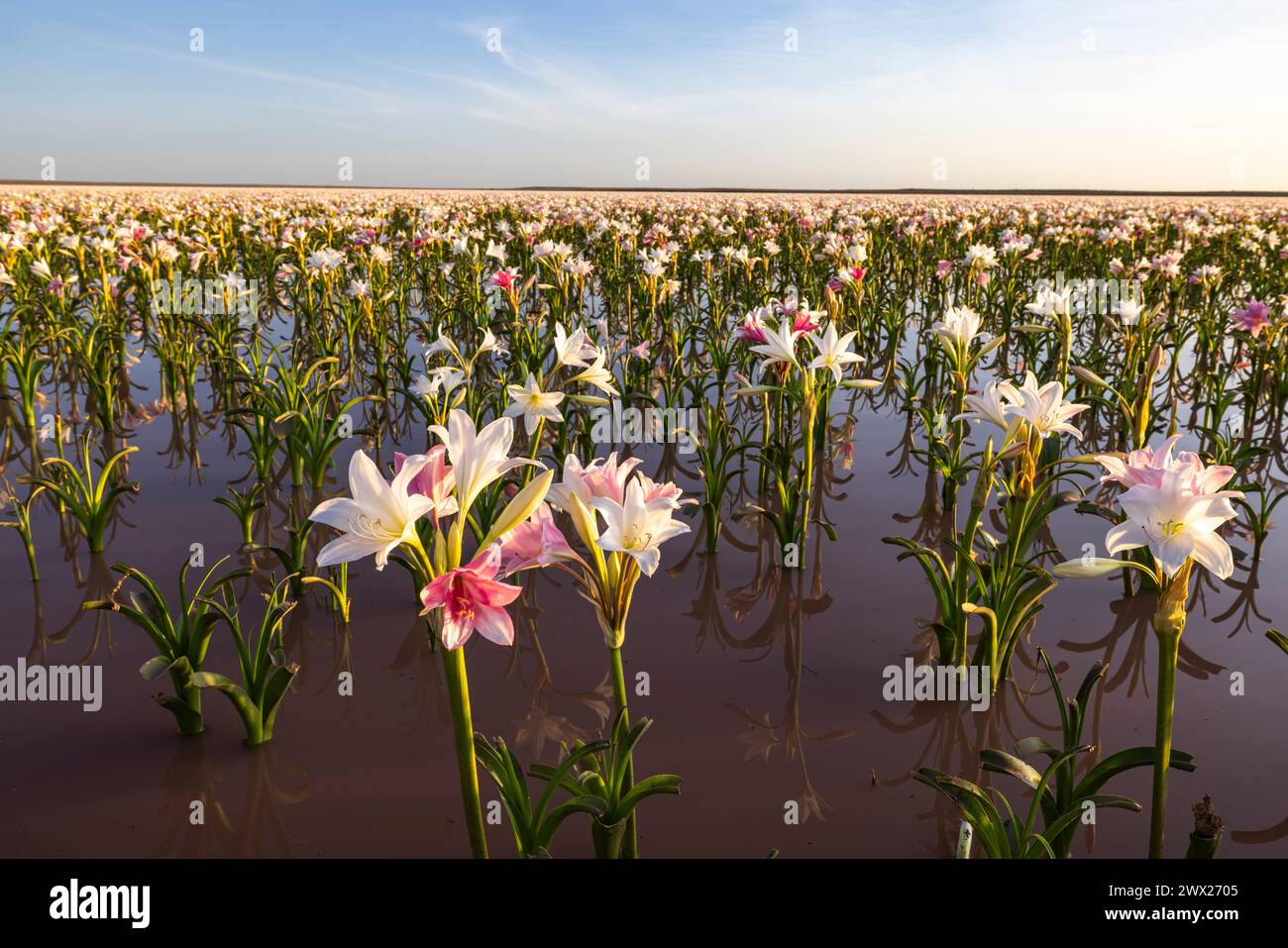 Sandhof lilies hi-res stock photography and images - Alamy