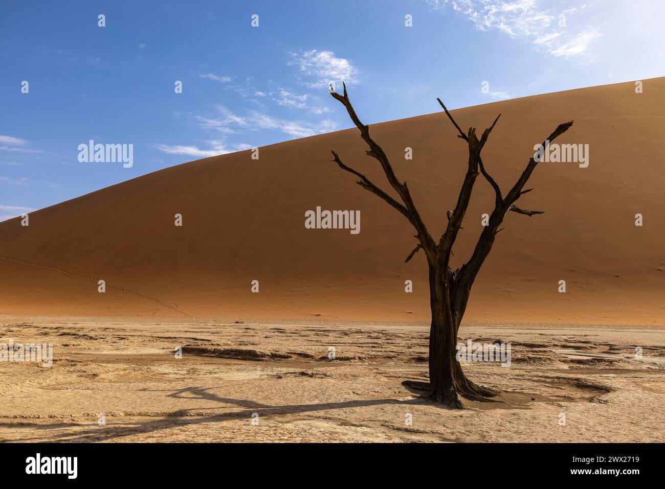 Camel thorn tree in hi-res stock photography and images - Alamy