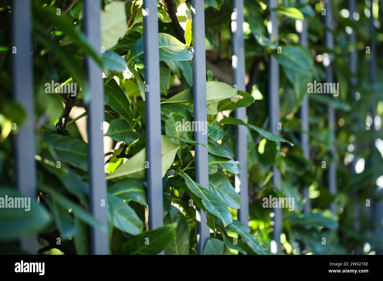 Garden fence with bushes in between, green leaves between the fence ...