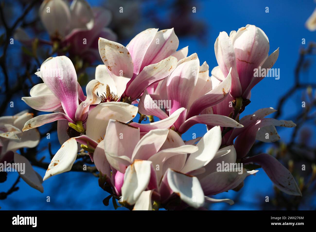 Magnolias with blue sky, blooming Stock Photo - Alamy