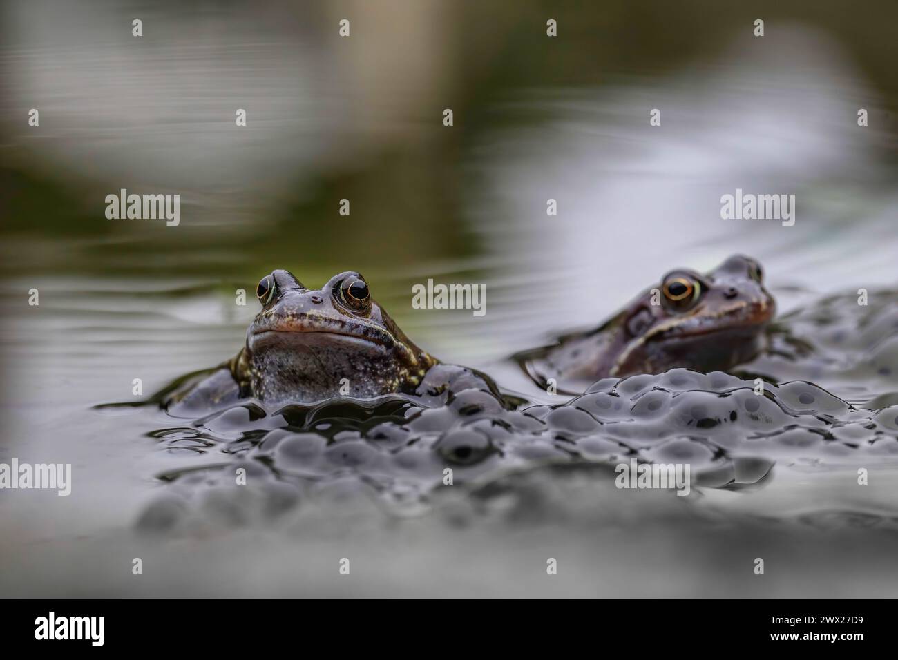 Common Frogs with frogspawn in a garden pond Stock Photo - Alamy