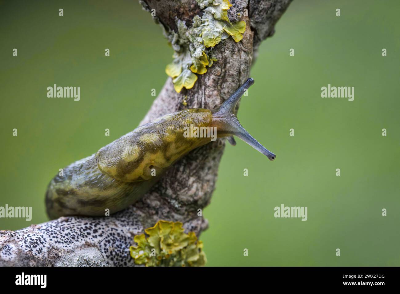 A green slug climbing a lichen-covered branch Stock Photo - Alamy