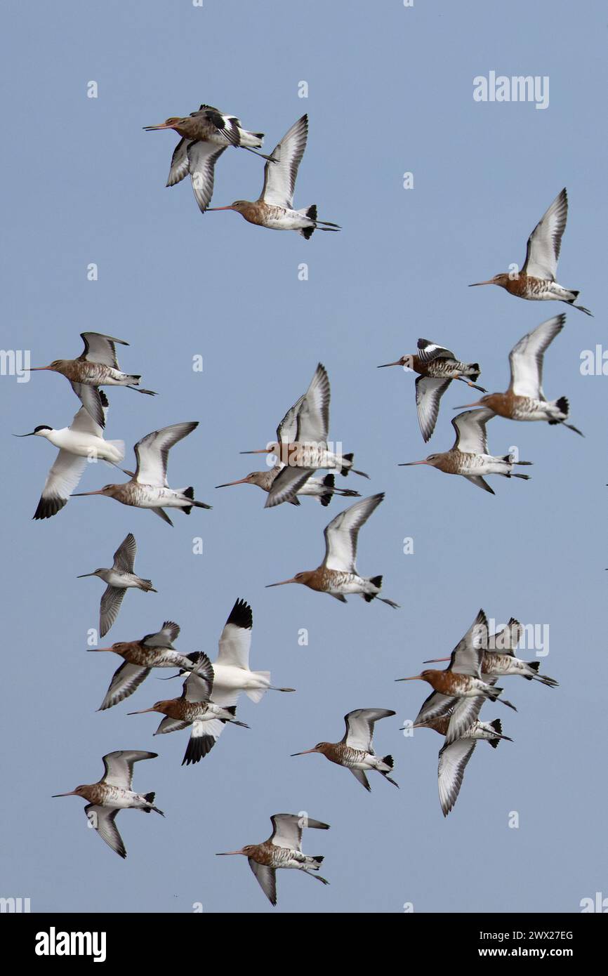 Long-billed Dowitcher (Limnodromus scolopaceus) Cley Norfolk March 2024 ...