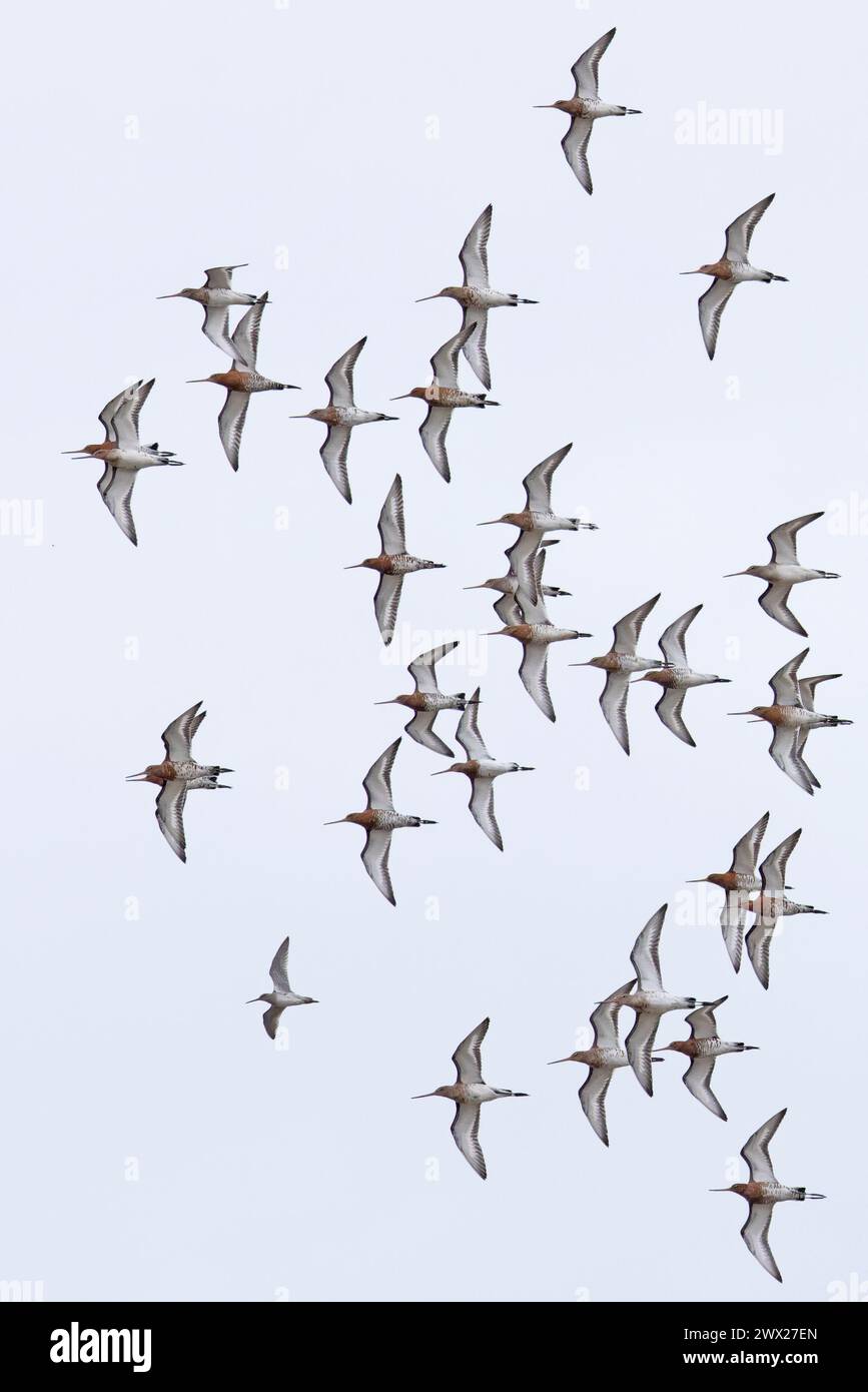 Long-billed Dowitcher (Limnodromus scolopaceus) with Black-tailed ...