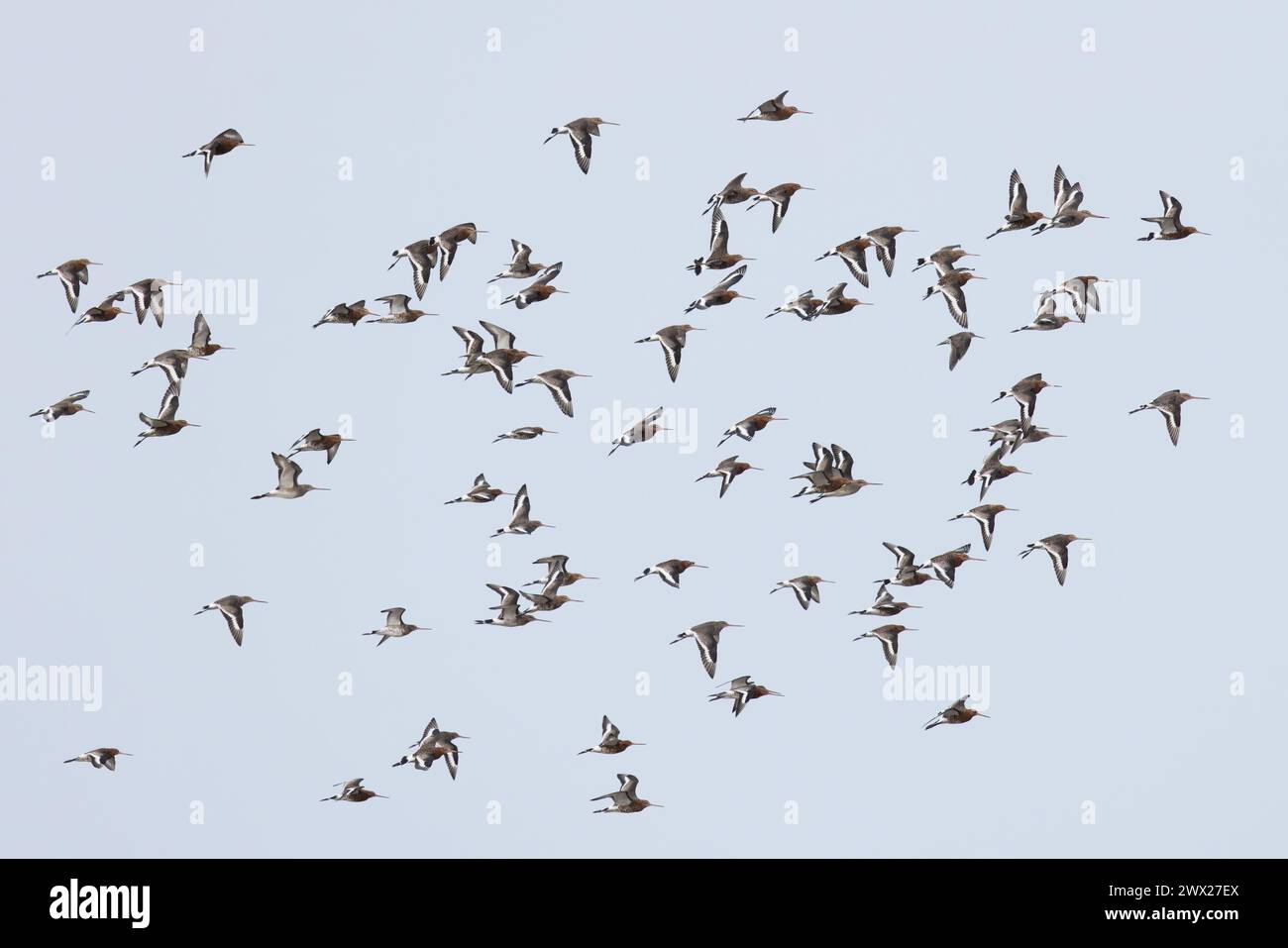 Long-billed Dowitcher (Limnodromus scolopaceus) with Black-tailed ...