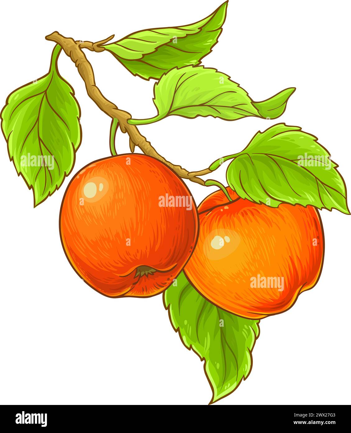 Apple Branch Colored Detailed Illustration Stock Vector Image & Art - Alamy