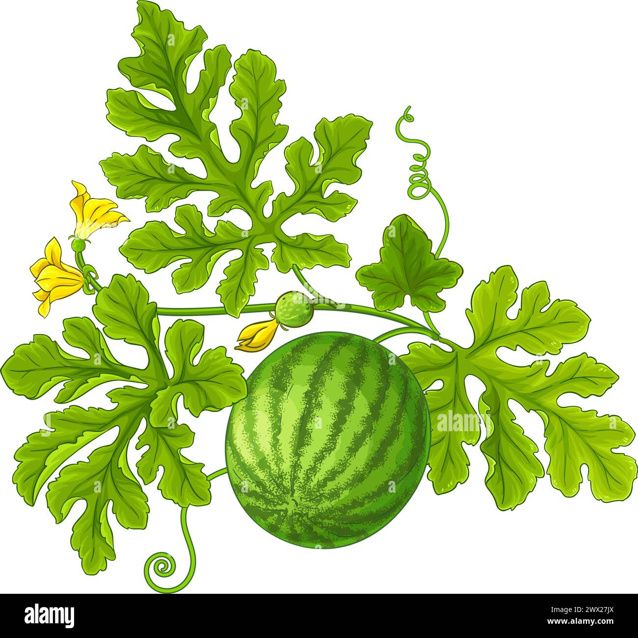 watermelon plant with fruit colored illustration Stock Vector Image ...