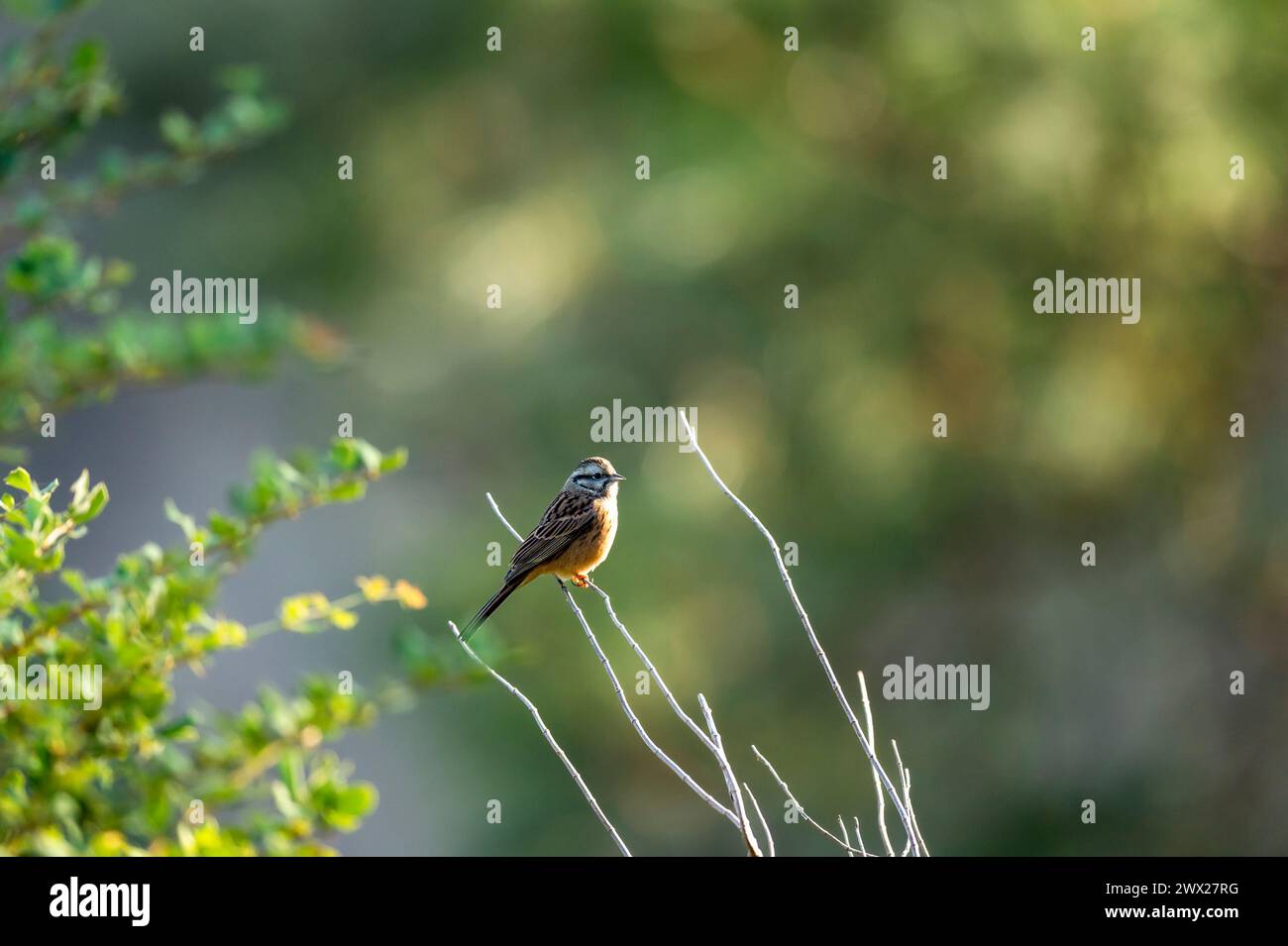 rock bunting or Emberiza cia bird in natural green background in winter ...