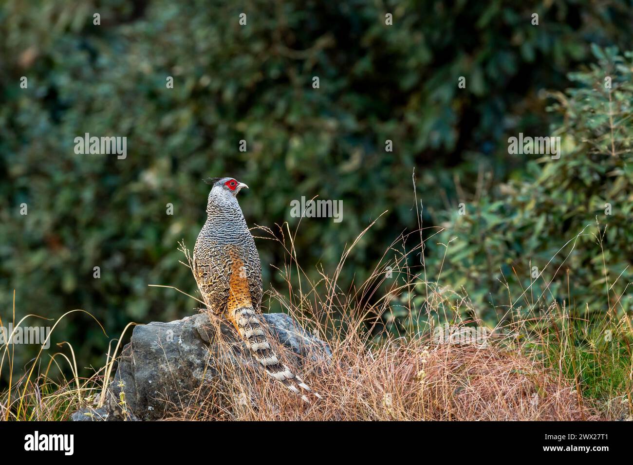 cheer pheasant or Catreus wallichii or Wallichs pheasant portrait ...