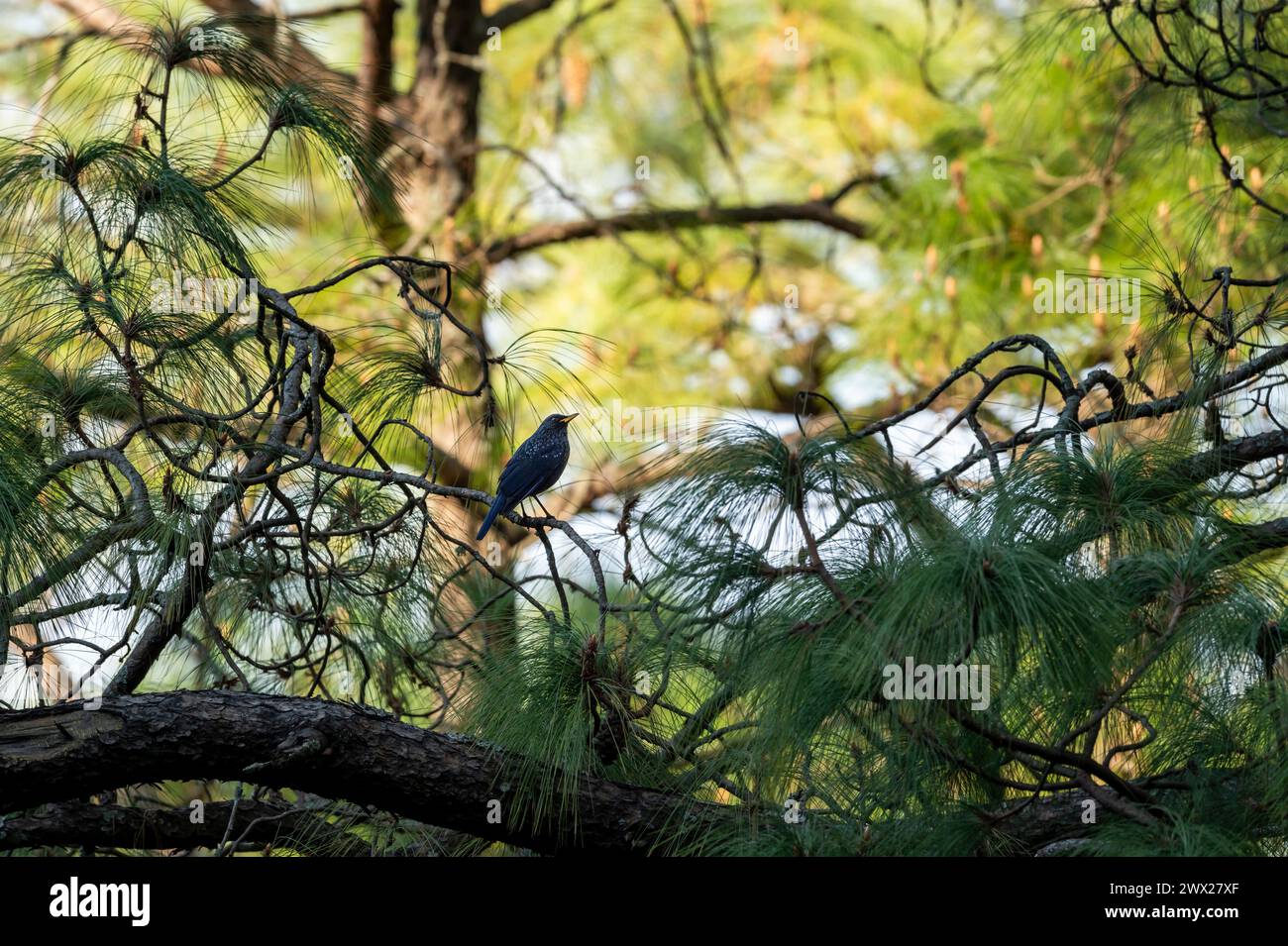 Blue whistling thrush or Myophonus caeruleus bird perched high on pine ...