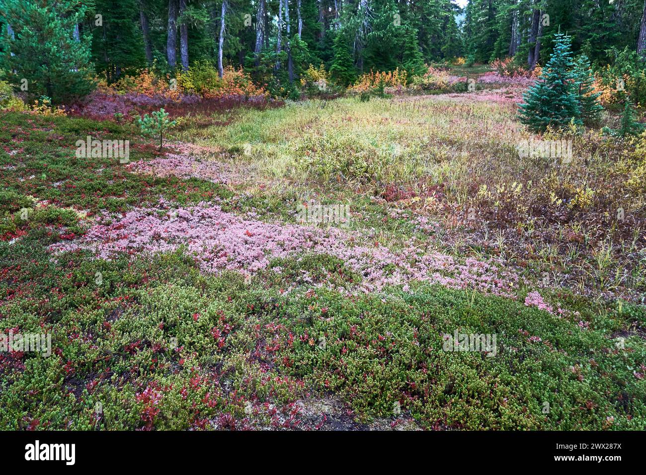 An autumn view of an alpine meadow and it's colorful ground cover ...
