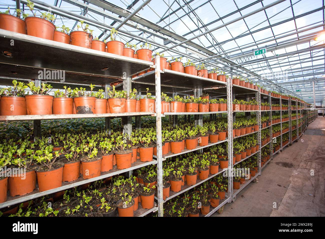 Dutch greenhouse with cultivation of Hydrangea in Aalsmeer - Holland ...