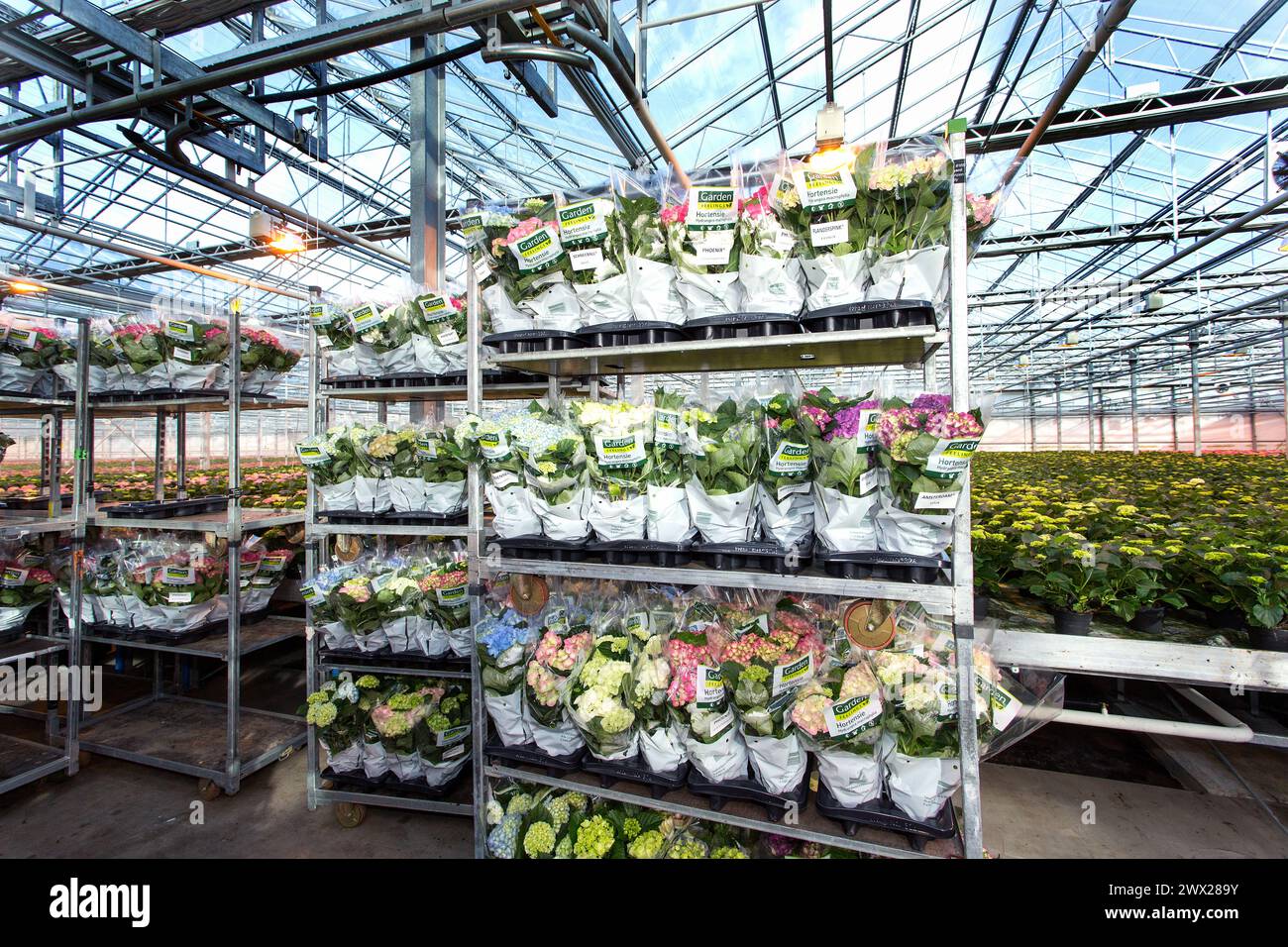 Plants colors hi-res stock photography and images - Alamy