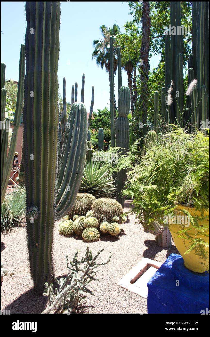 Botanical Majorelle Garden in Marrakech in Morocco. vvbvanbree ...