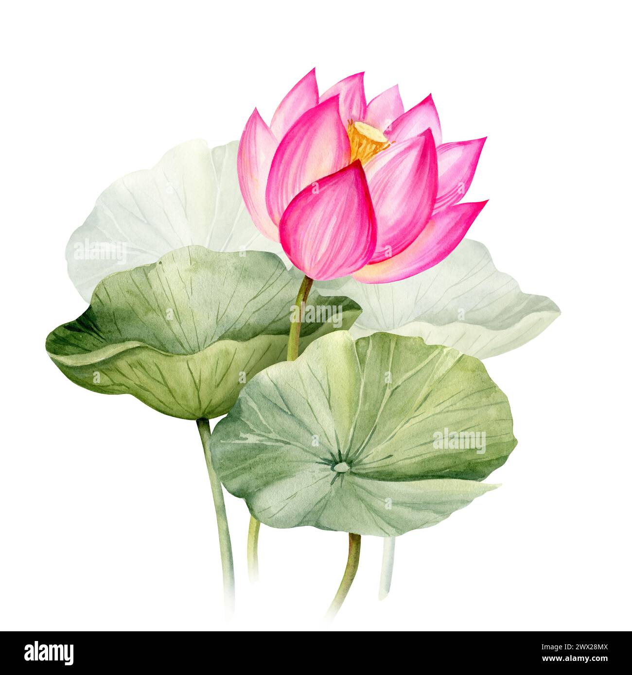 Neon pink lotus flower and leaves, watercolor illustration isolated on ...