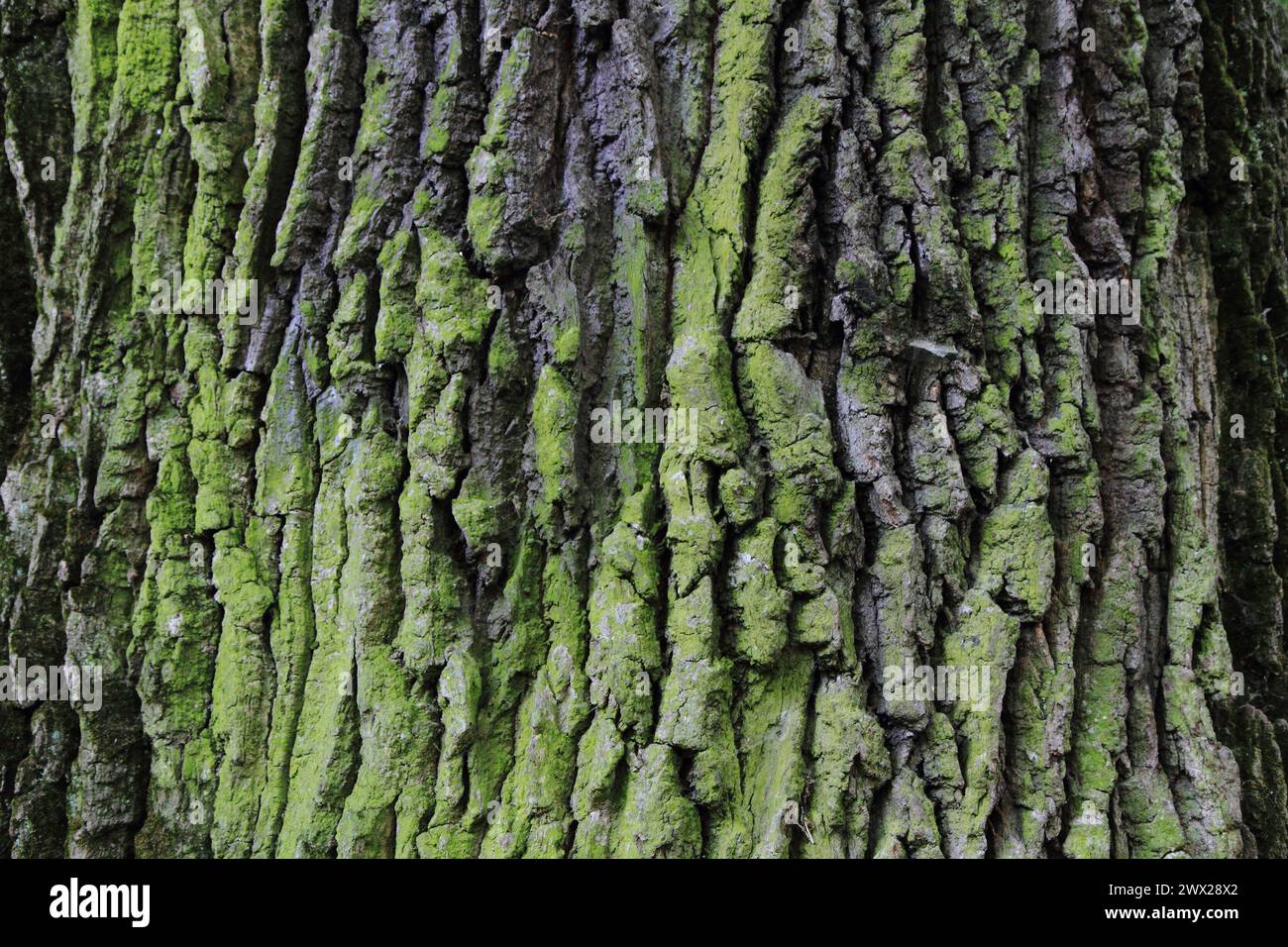 Oak bark texture hi-res stock photography and images - Alamy