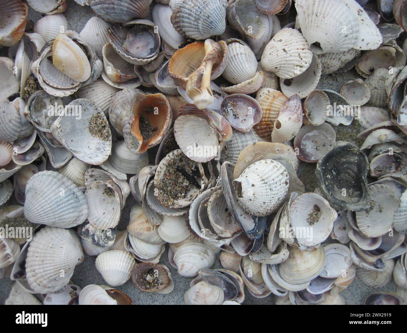 sea shells texture as very nice natural background Stock Photo - Alamy
