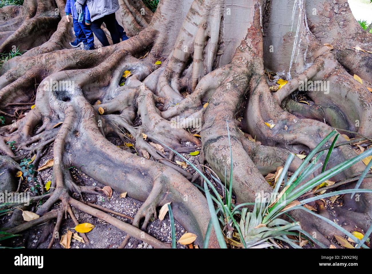 Tree roots at the Huntington Library and Botanical Gardens, Pasadena ...
