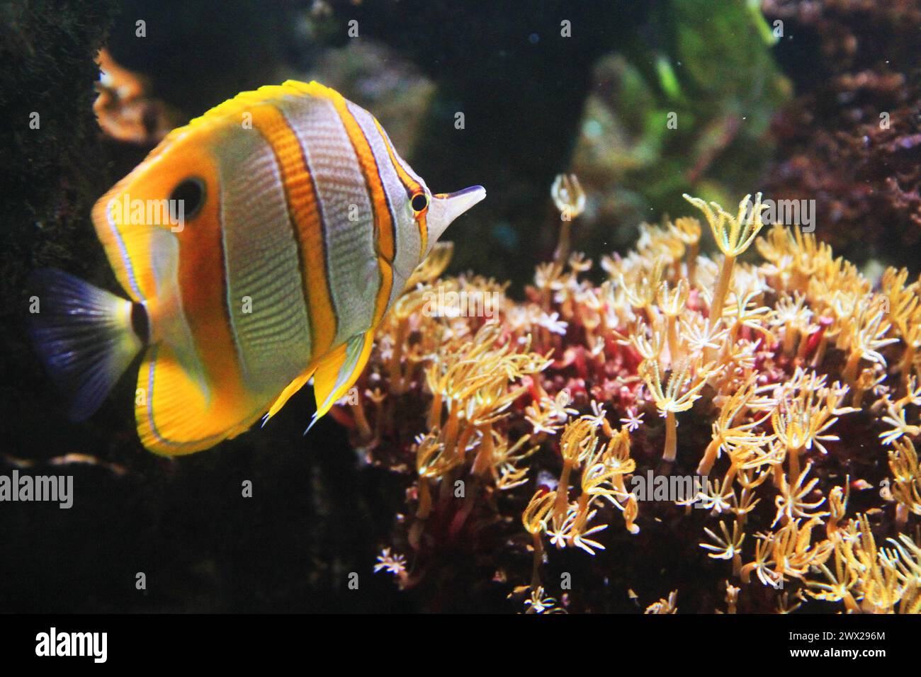 Copperband butterflyfish from the red sea from egypt Stock Photo - Alamy