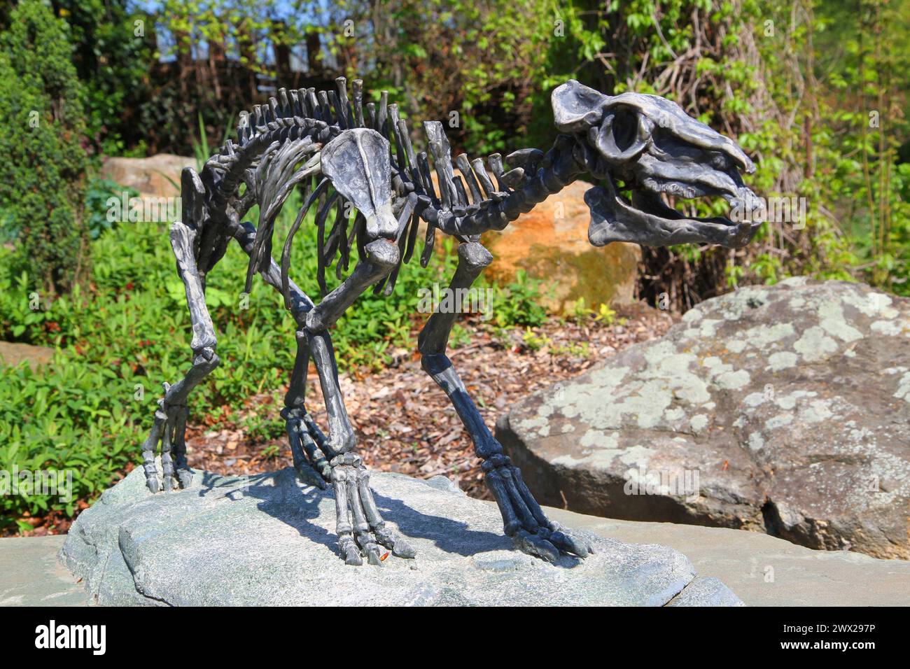 skeleton of horse Eohippus as very nice model Stock Photo - Alamy
