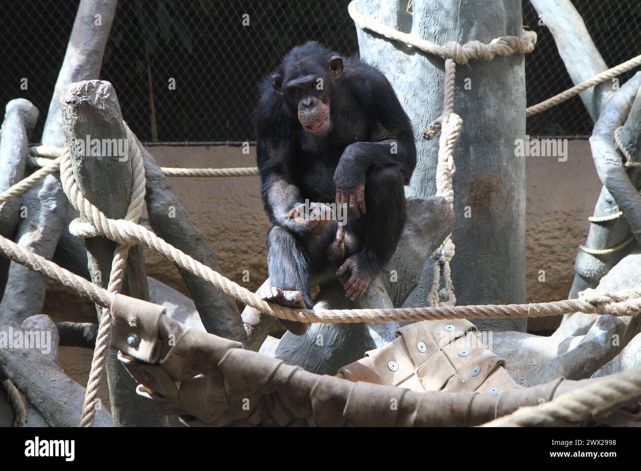 resting chimpanzee portrait as very smart monkey Stock Photo - Alamy