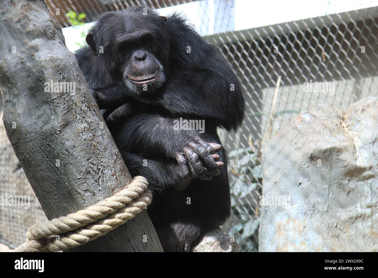 resting chimpanzee portrait as very smart monkey Stock Photo - Alamy