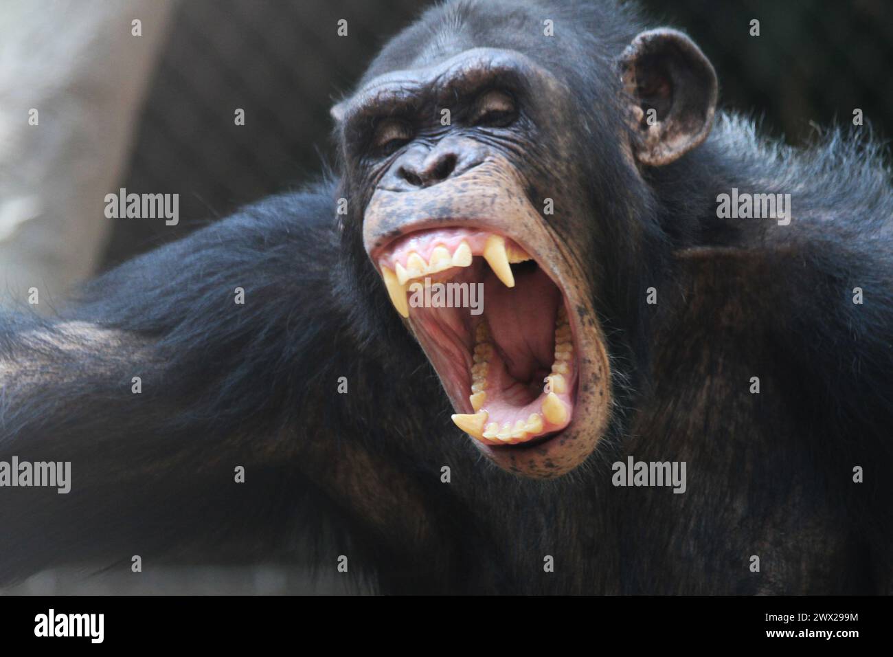 Angry Chimp Spotlight Wallpaper