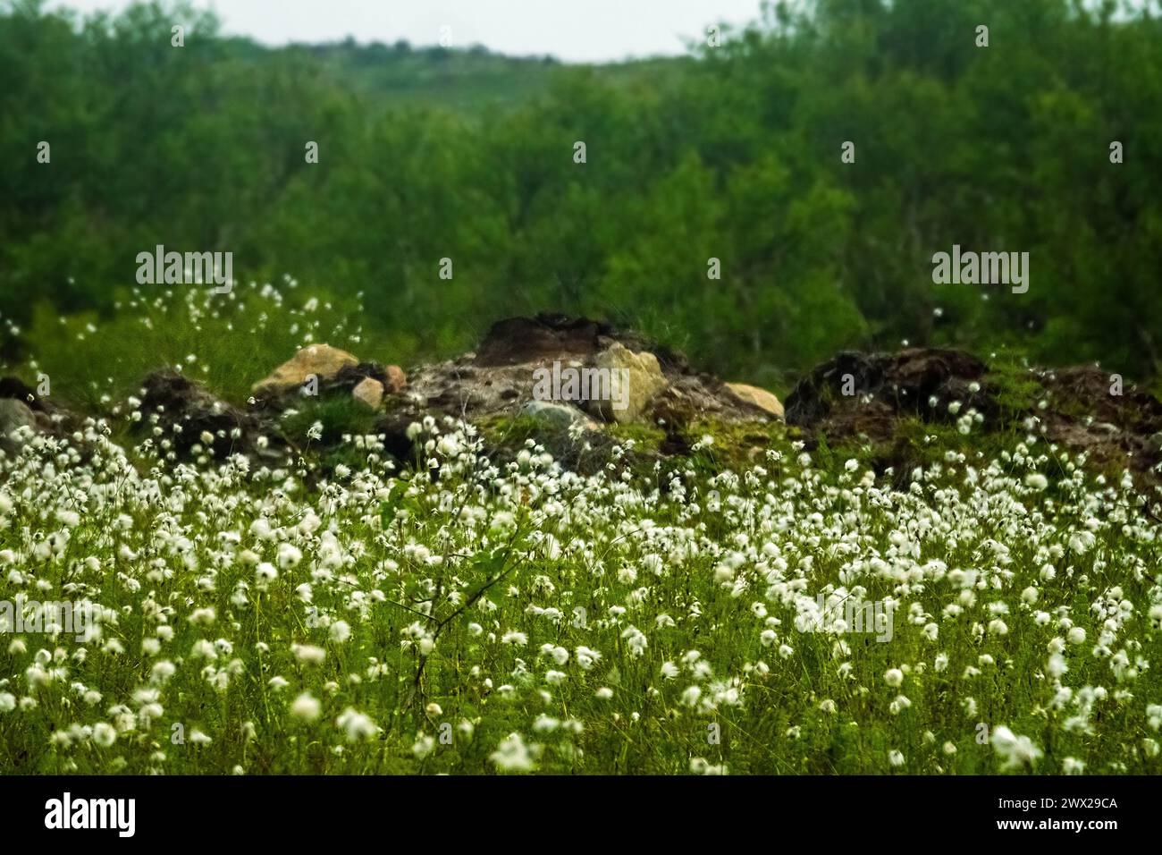 Wet tundra with horsetail and Cotton grass (Eriophorum sp.) Kola ...