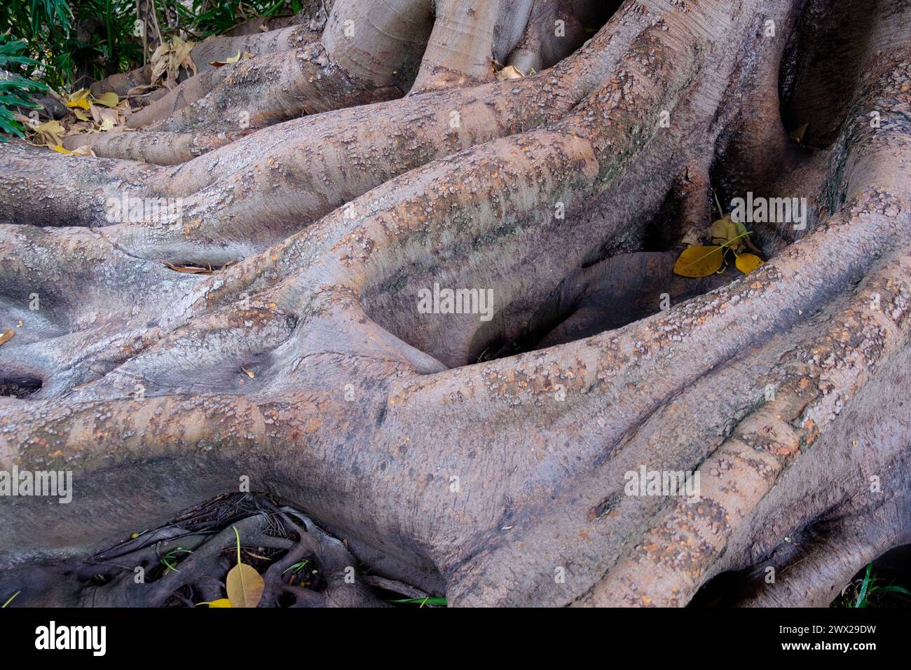 Tree roots at the Huntington Library and Botanical Gardens, Pasadena ...