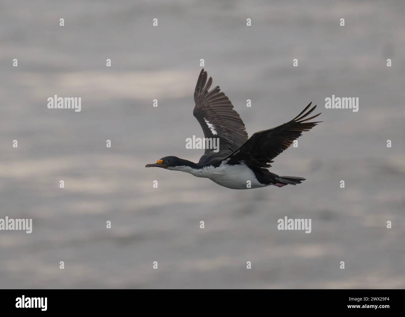 Shag Imperial (Phalacrocorax ariceps) (Falklands sub species) in ...